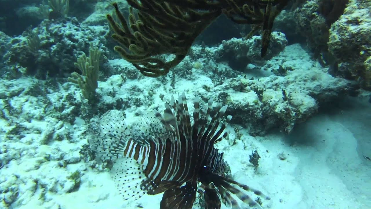 Riviera Maya Mexico Reef Guide - YouTube