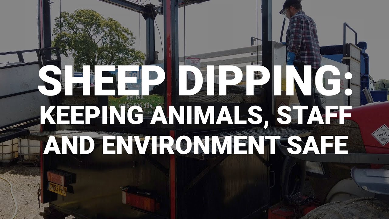 Sheep dipping: Keeping animals, staff and environment safe - YouTube