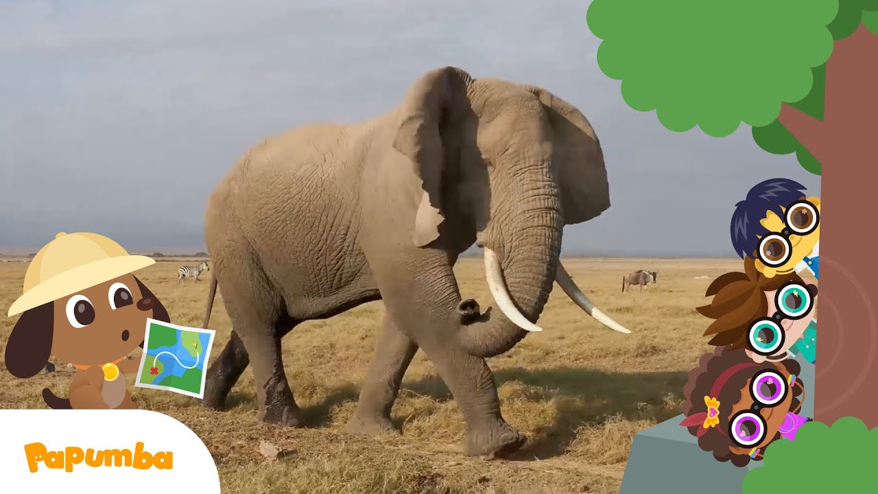 DESCUBRE ANIMALES INCREÍBLES: VAMOS DE SAFARI SALVAJE 📷🐘 | Videos ...