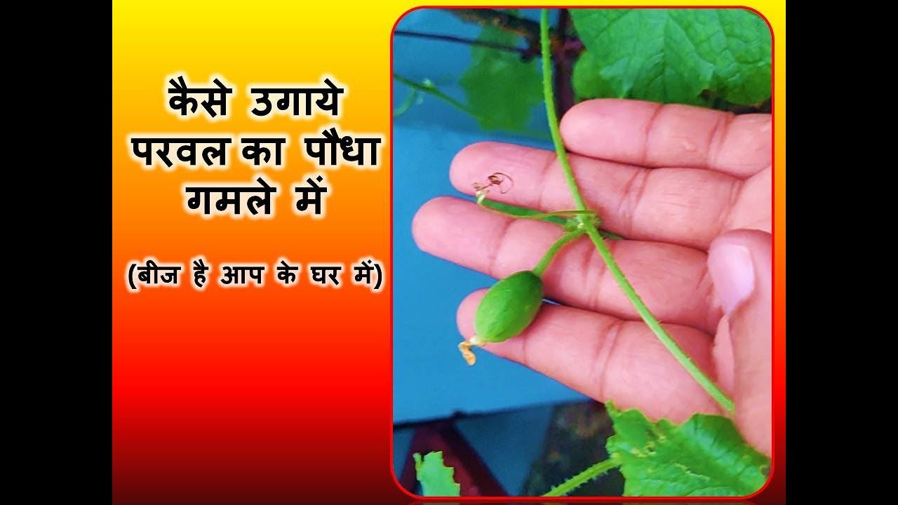कैसे उगाये परवल का पौधा गमले में (इसके बीज है आप के घर में) | How To ...