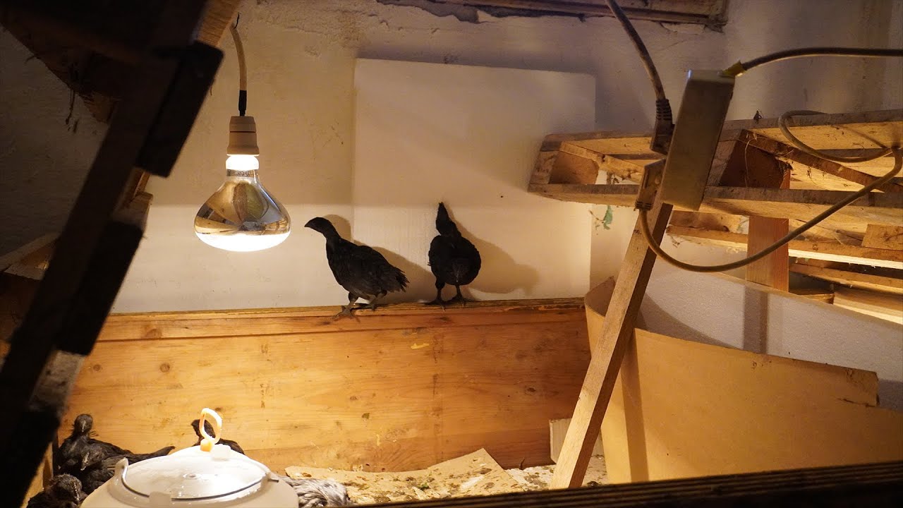 How to make a chicken coop for small chicks from an old wardrobe - YouTube