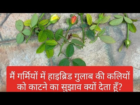 हाइब्रिड गुलाब की कलियों को गर्मियों में क्यों काटें?Rose Disbudding ...