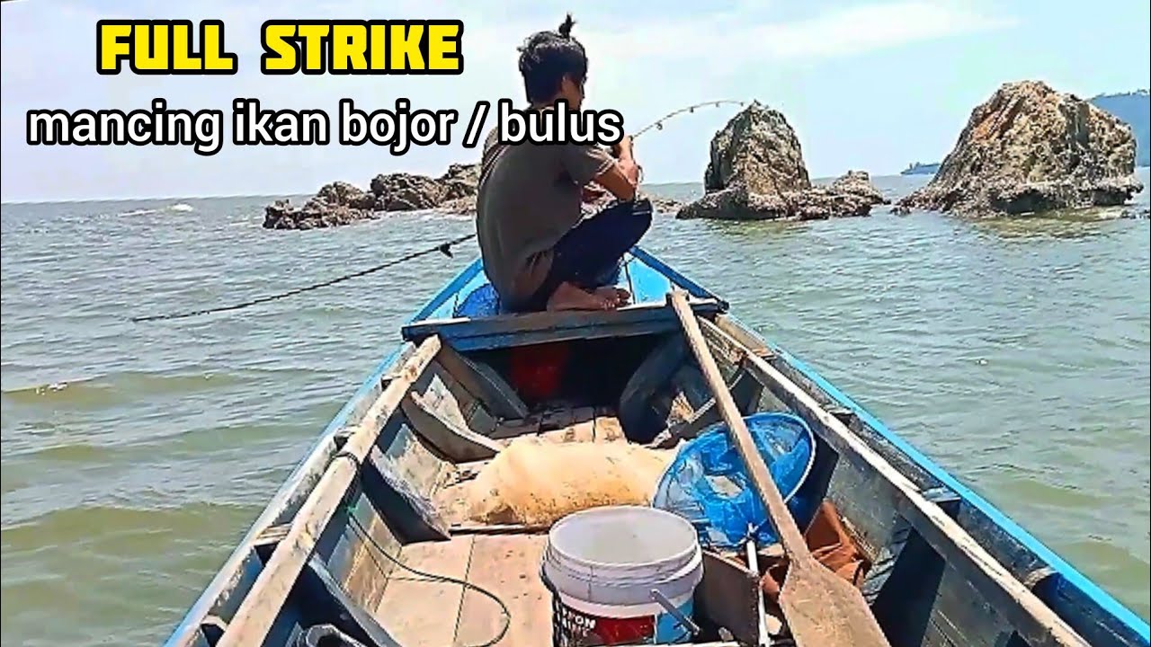 mancing ikan bulus-bulus / bojor dengan UMPAN UDANG MUTILASI - YouTube