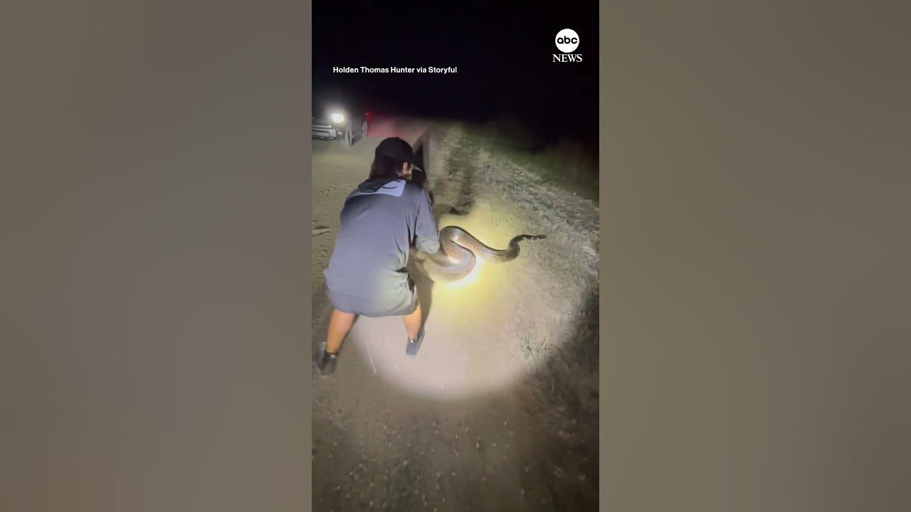 Massive Burmese python captured in Florida - YouTube
