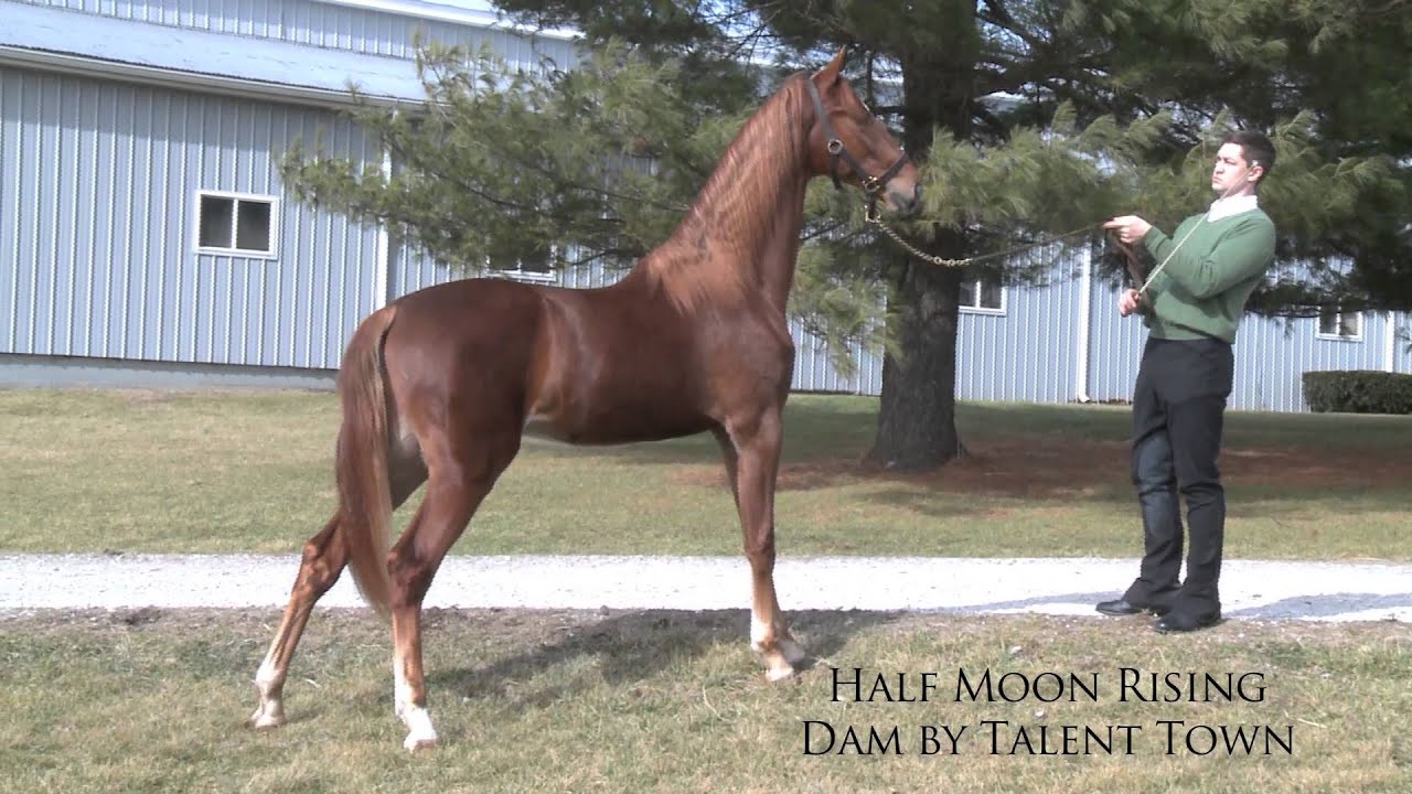 American Saddlebred Stallion - Mooncracker - YouTube