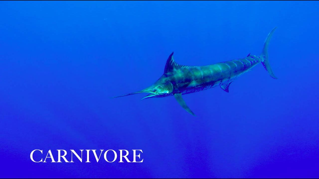 Fishing Seamounts for Marlin | West Coast Fishing Co - YouTube