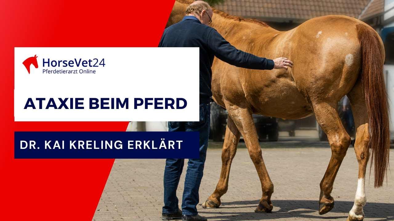 Ataxie beim Pferd: Ursachen und Symptome - YouTube