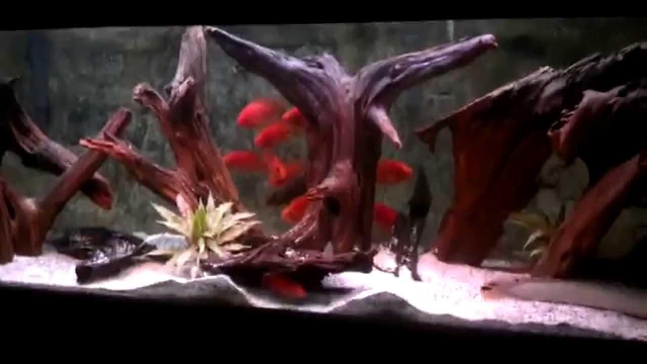 Red Mammon Driftwood Aquarium Completed - YouTube