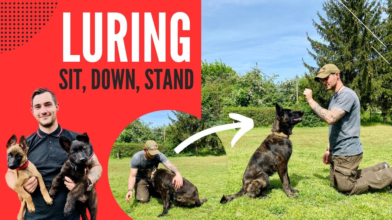 Luring with Food - How to teach Positions (Sit, Down, Stand) - YouTube