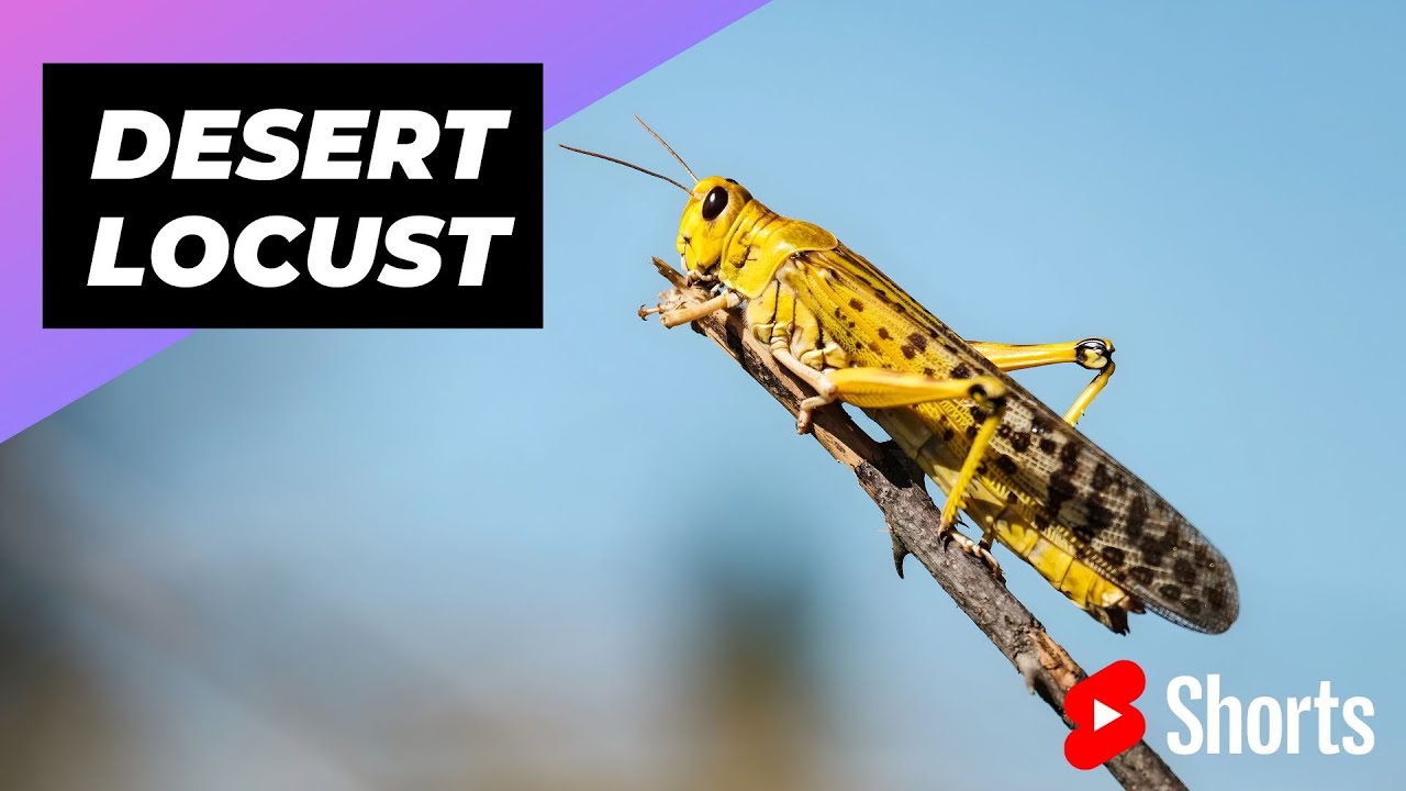 Desert Locust 🦗 One Of The Most Dangerous Insects In The World #shorts ...