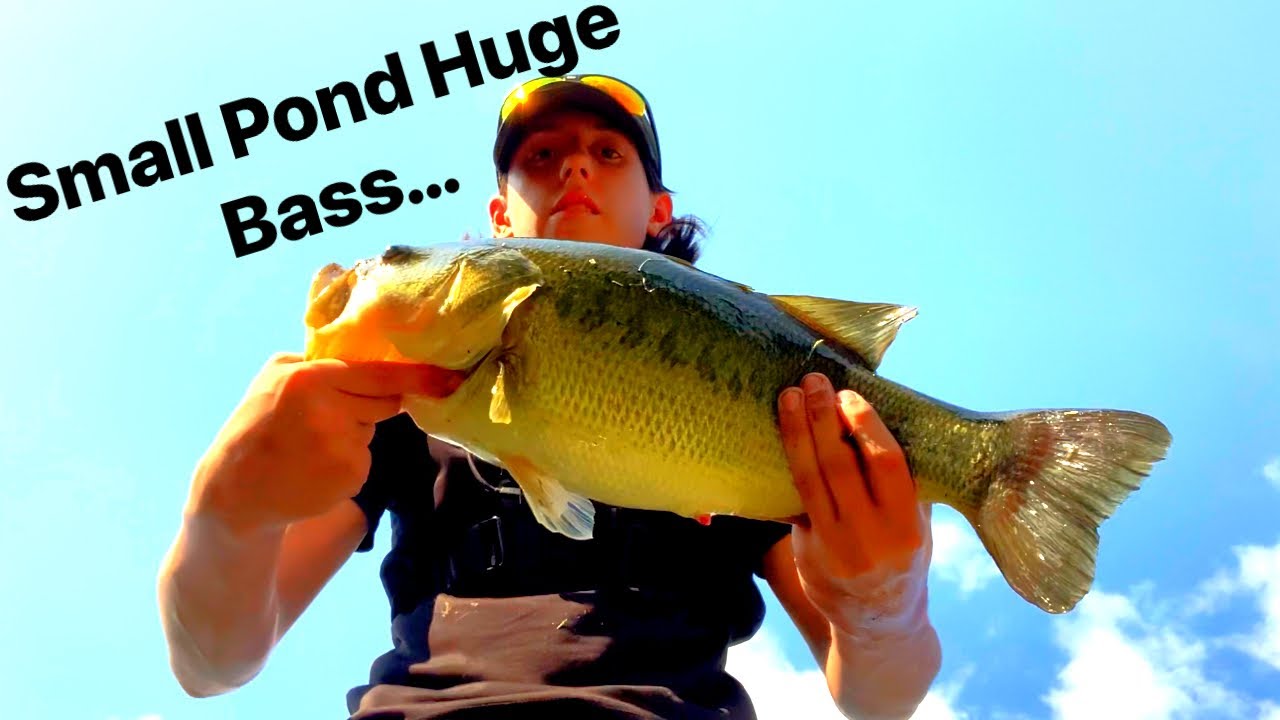 Fishing Small Pond For Huge Bass… - YouTube