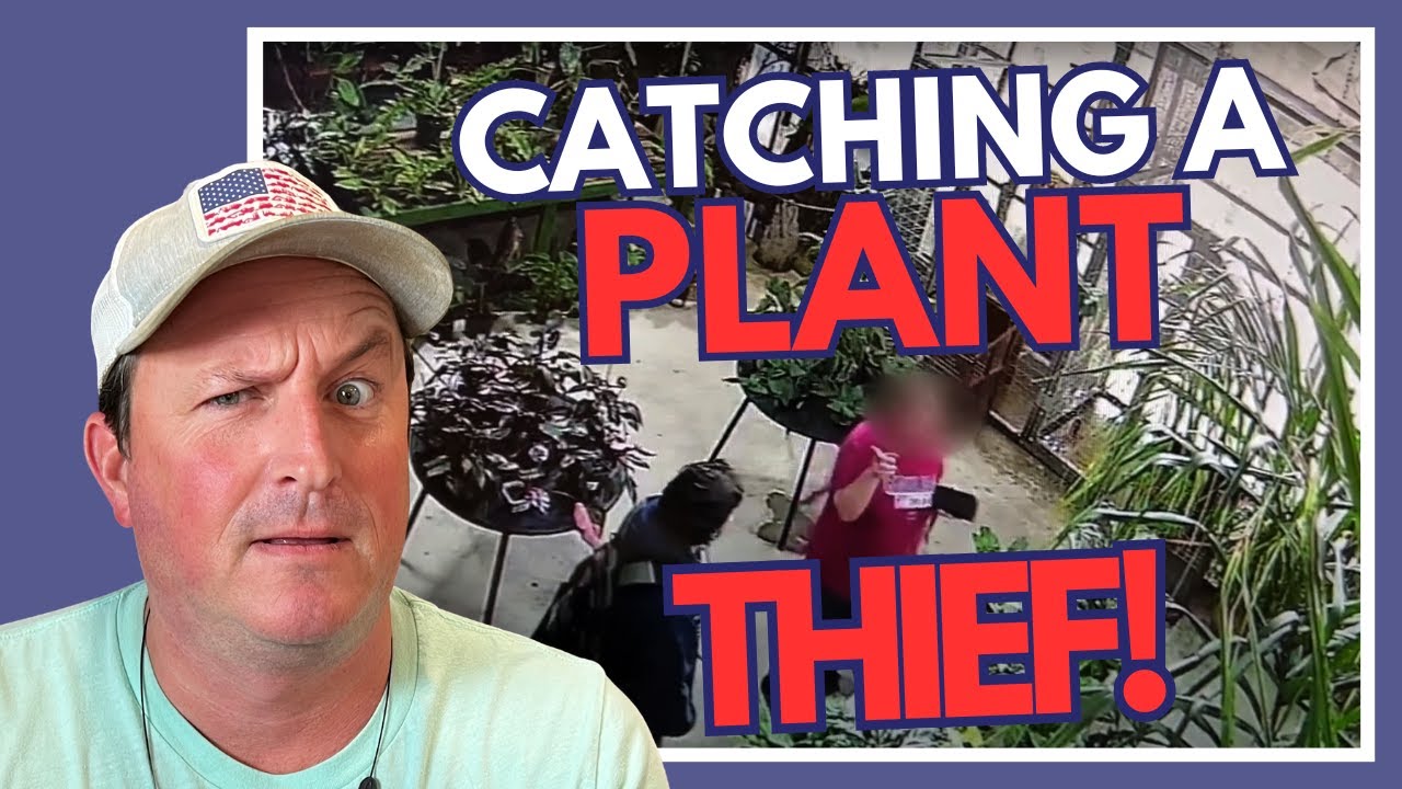 Plant Thief Caught on Camera Stealing Rare Plants! #proplifting - YouTube