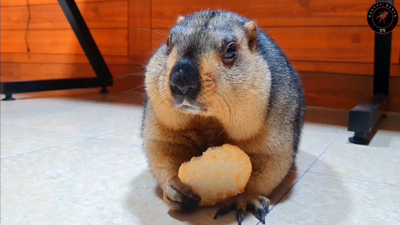 marmot makes a funny sound when eating rice cake - YouTube