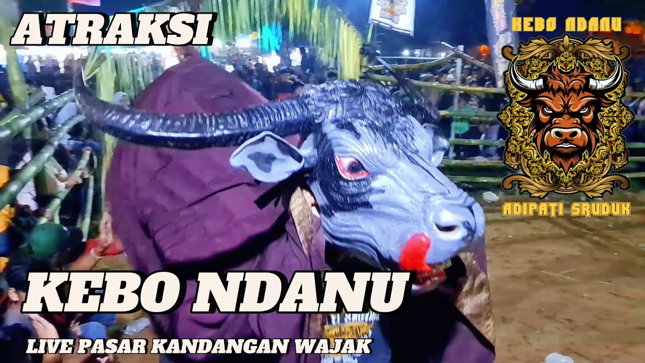 ATRAKSI KEBO NDANU ADIPATI SRUDUK LIVE KANDANGAN PASAR WAJAK - YouTube