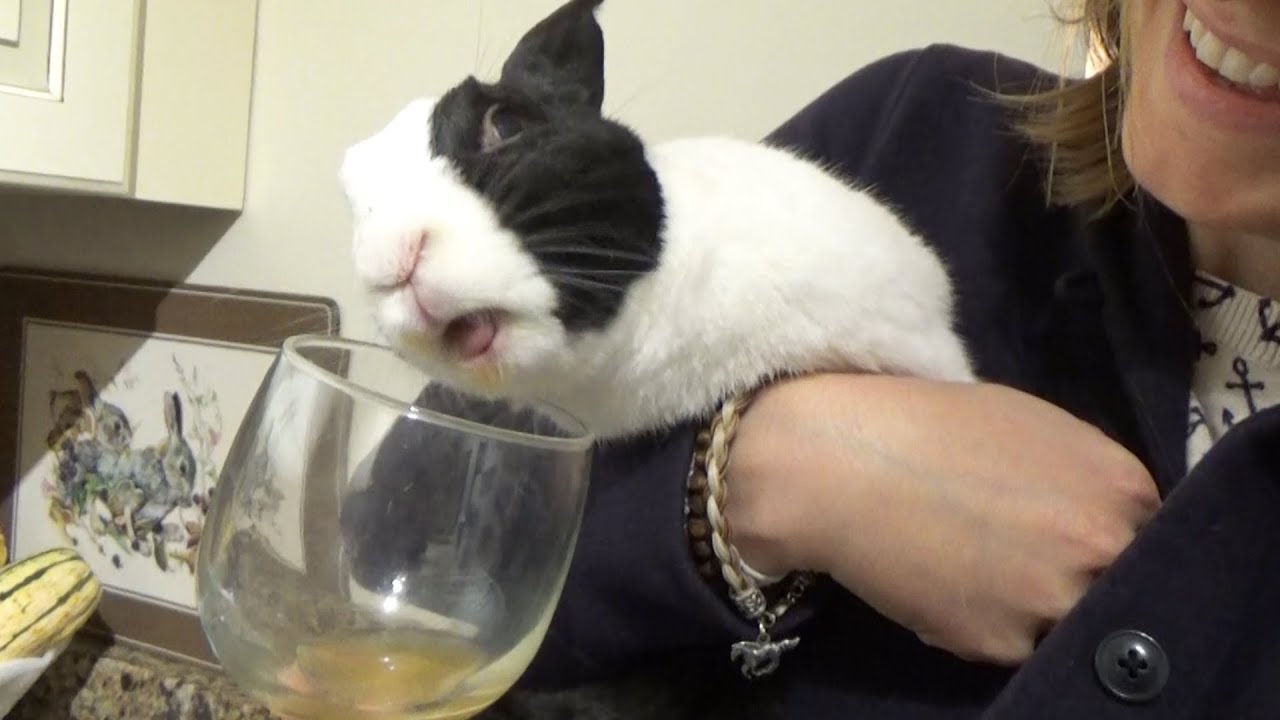 Rabbit drinking from wine glass! - YouTube