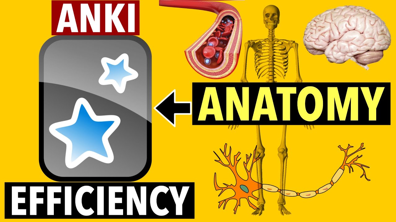 How to study ANATOMY efficiently with Anki | Distinction in Anatomy ...
