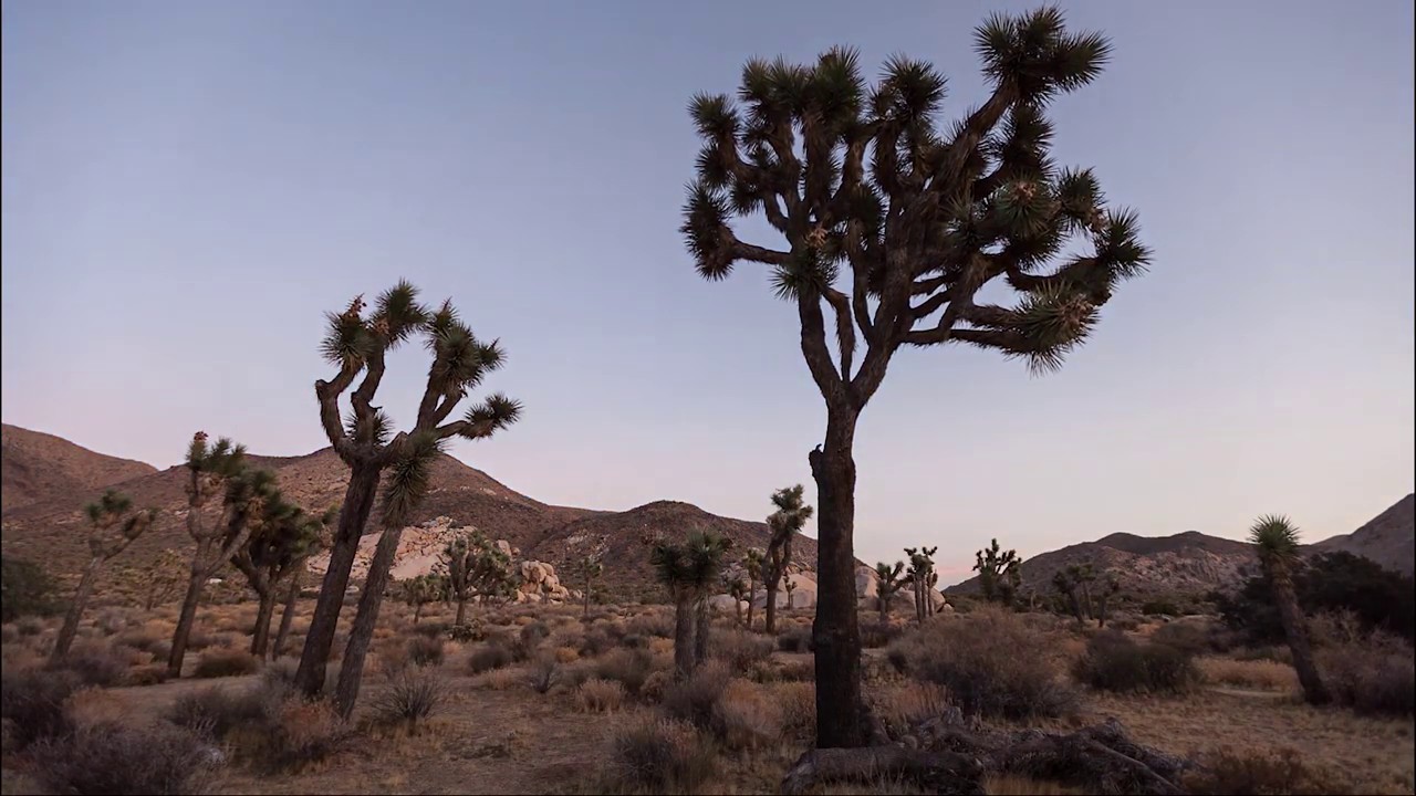 Joshua Tree Into Evening - YouTube