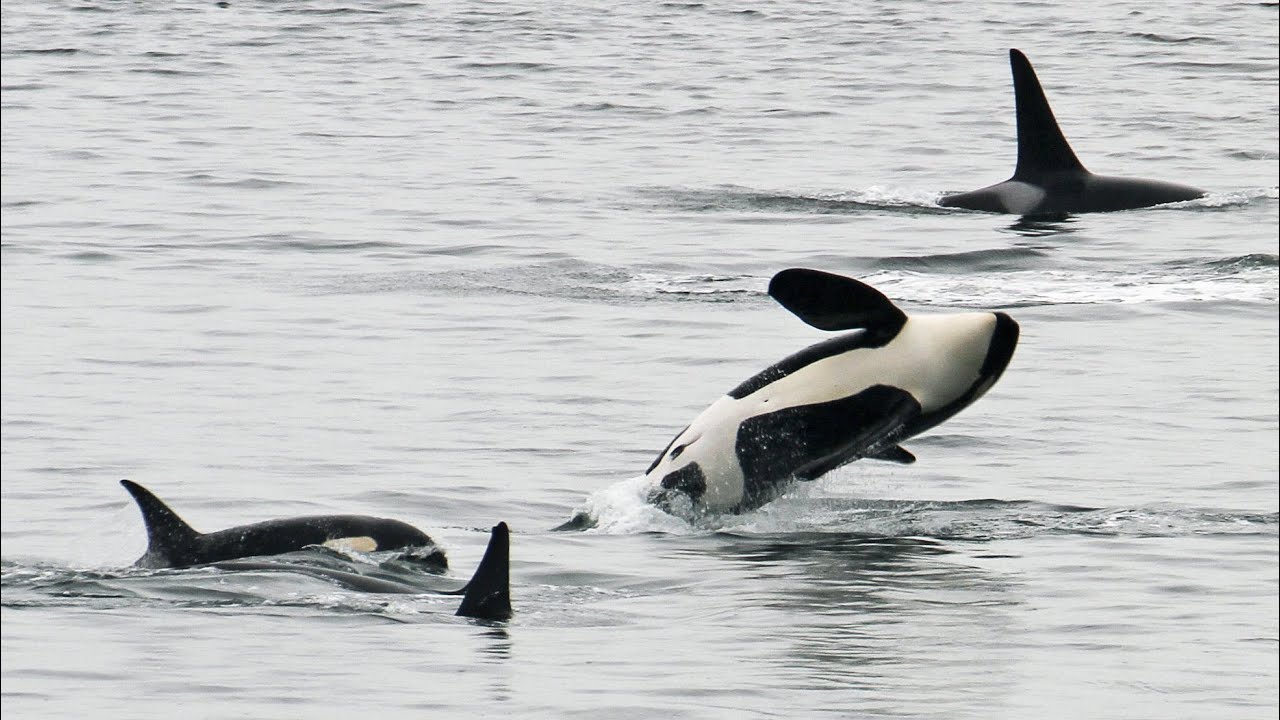 Orca vocalizations - Haro Strait - October 30, 2021 - YouTube