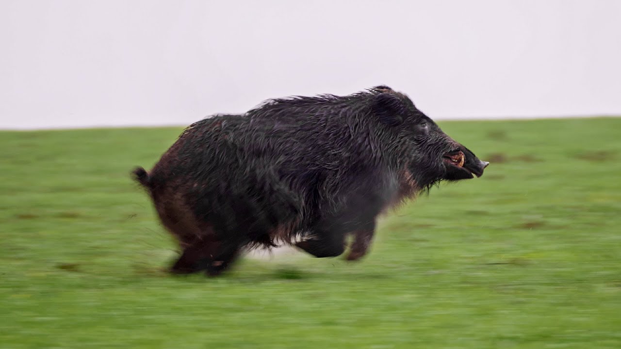 Wild Boar Driven Hunt | Norwegian Hunters - YouTube