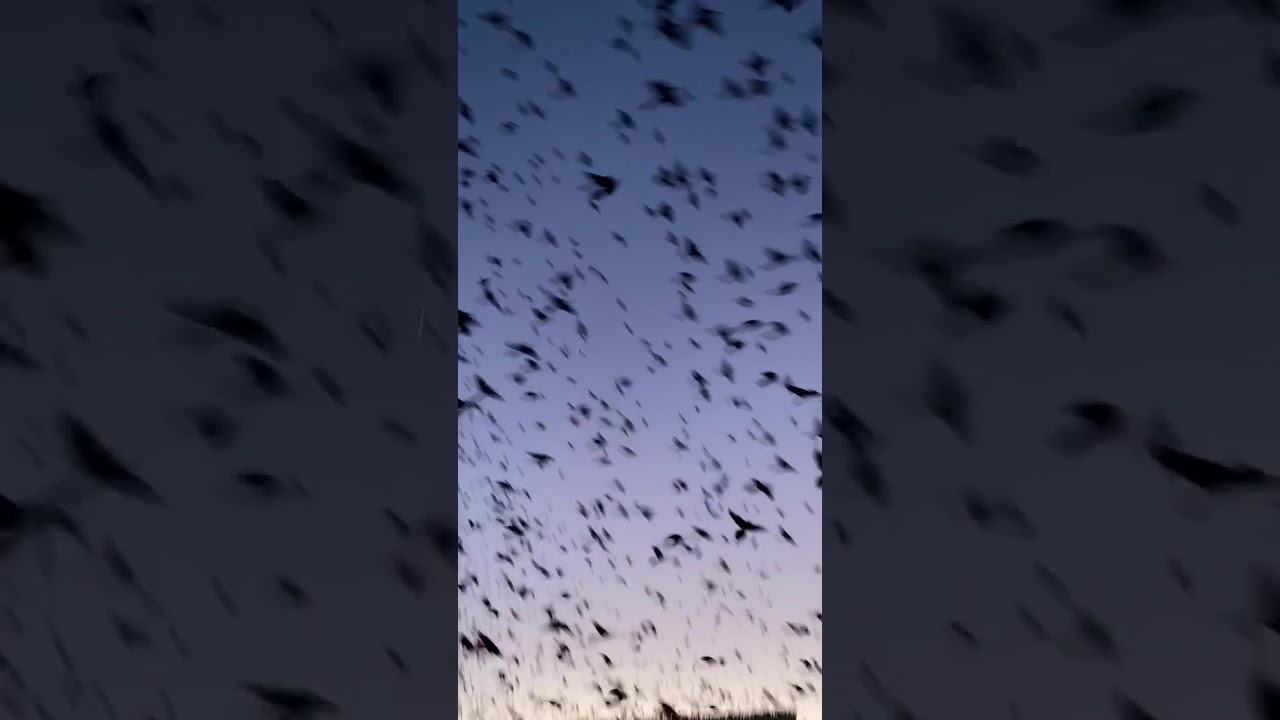 A Hitchcockian Scene: Thousands of Birds Swarm Texas Shopping Center ...