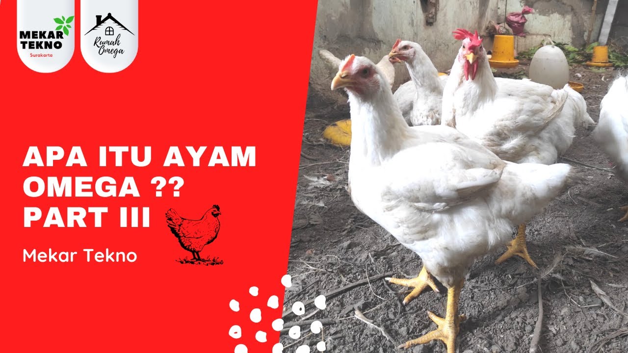 Apa itu ayam omega?? PART III - YouTube