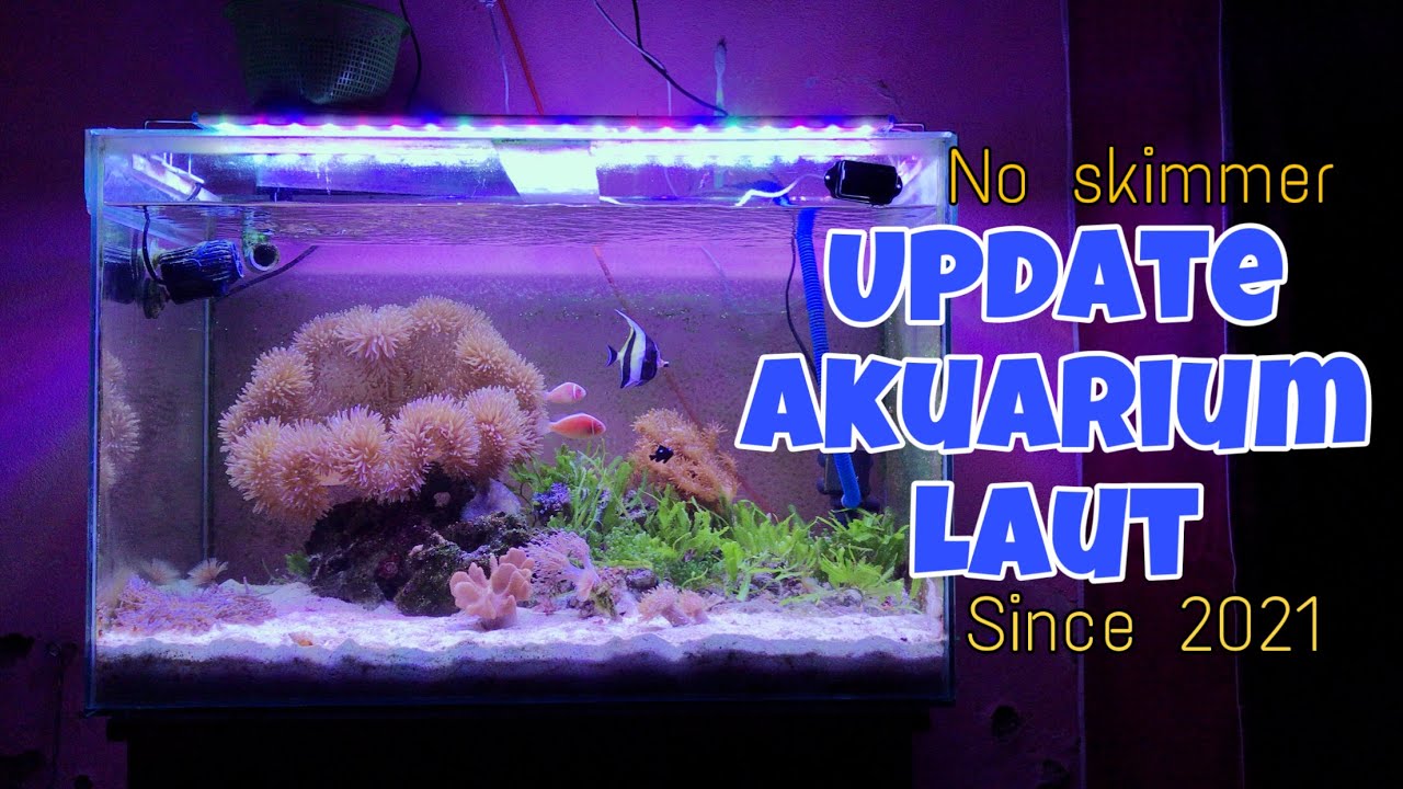 Update Akuarium nih gaisss, Look nya sekarang sedikit berbeda dari ...