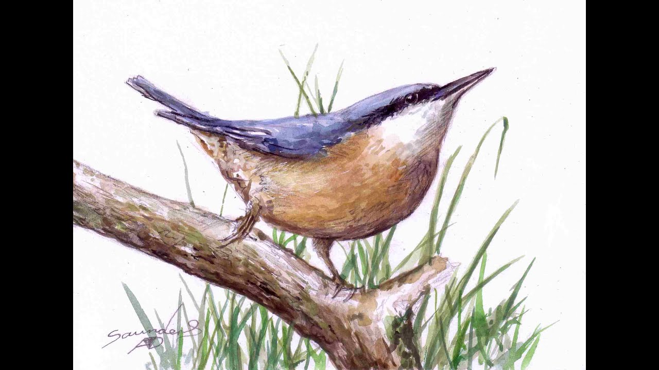 Nuthatch Bird: Time Lapse Watercolour Painting - YouTube