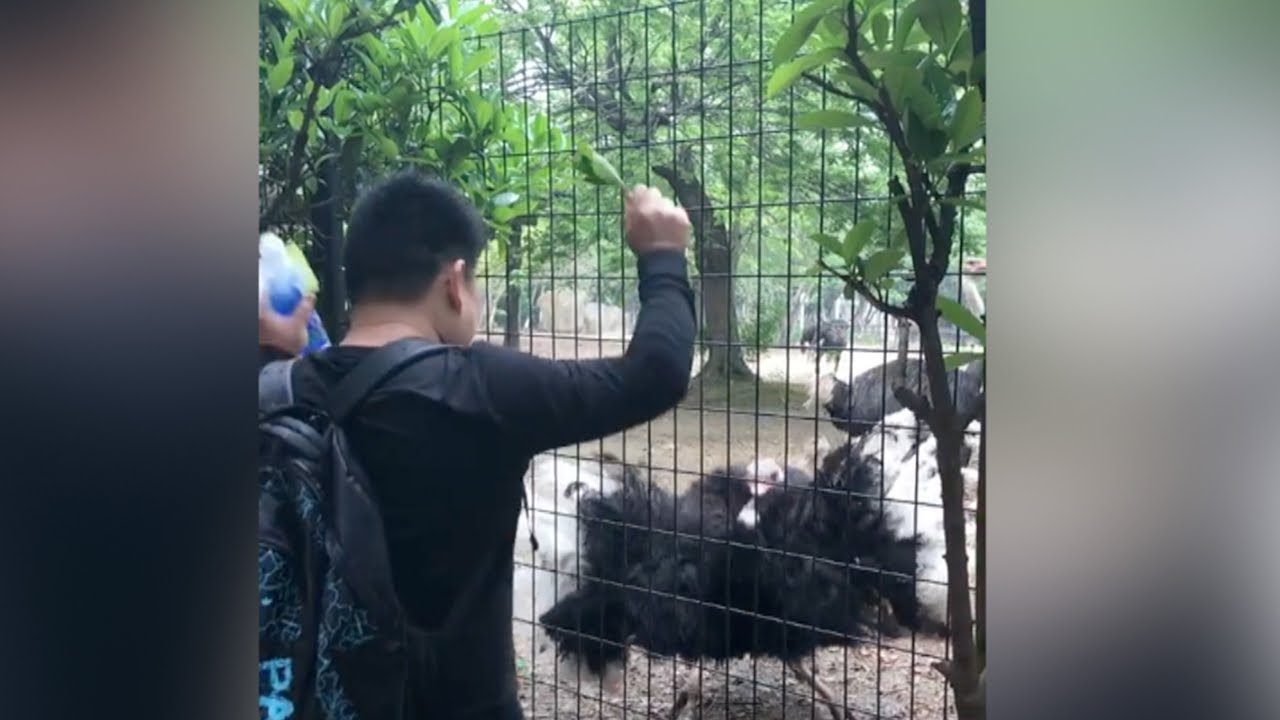 Funny moment: Ostrich dances with a man in east China - YouTube