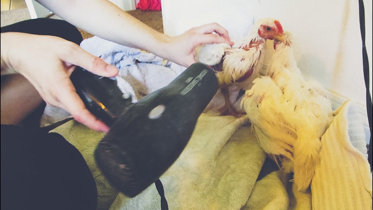 SPA DAY for the CHICKENS! - YouTube