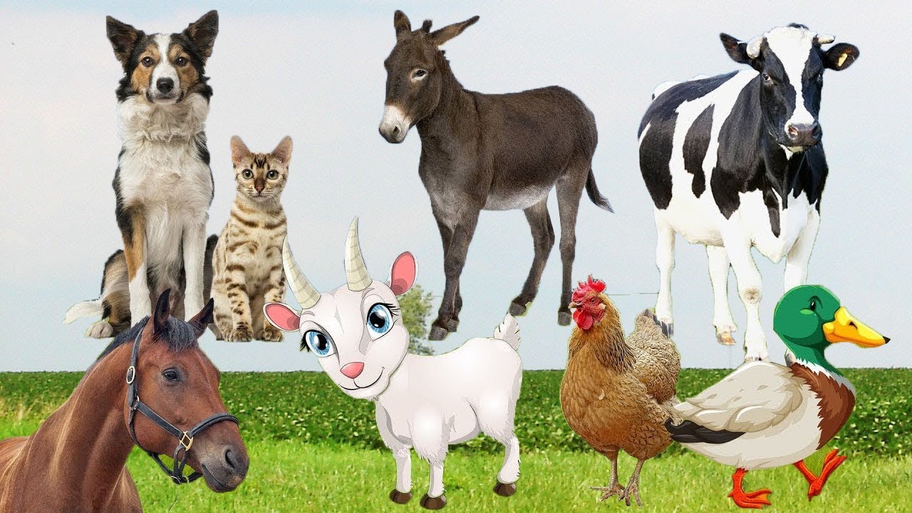 Baby farm animal moments: donkey, cow, dog, cat, goat, chicken, horse ...