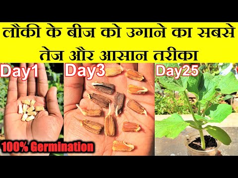 लौकी को बीज से उगाने का सबसे तेज तरीका सीखिए / Fastest Method of Bottle Gourd Seed Germination