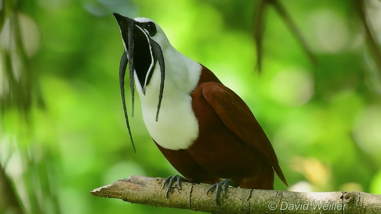 The Beautiful Three-Wattled Bellbird Courtship Song and Display - YouTube