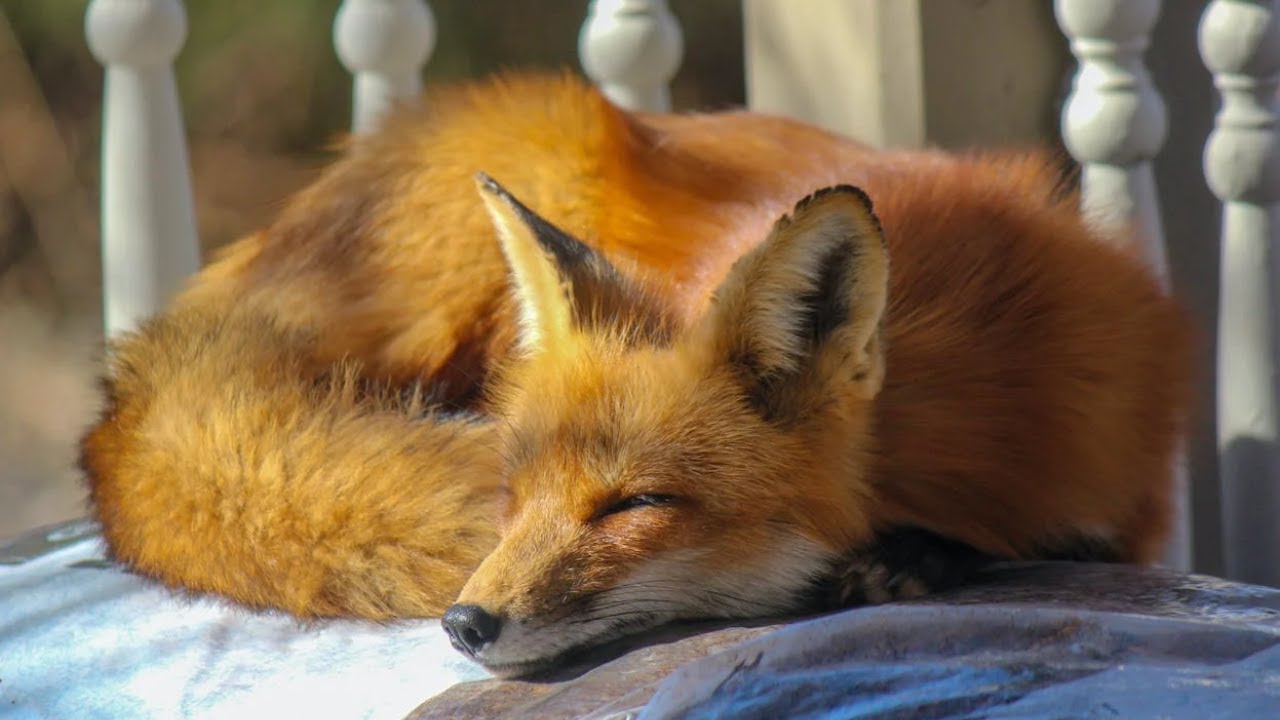 Fox Spell - YouTube