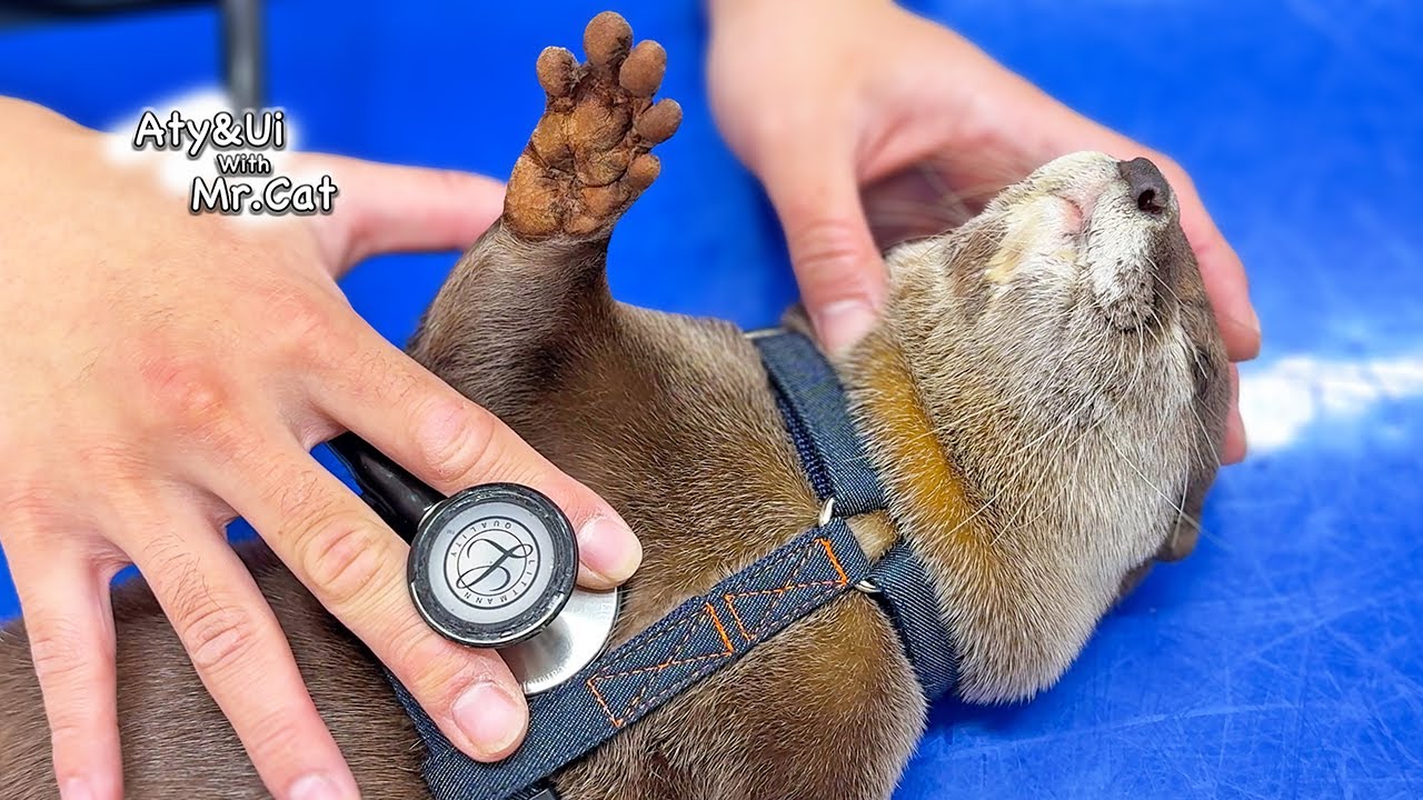 Otter Health Checkup! Very Rare Footage of Blood Draw [No Anesthesia ...