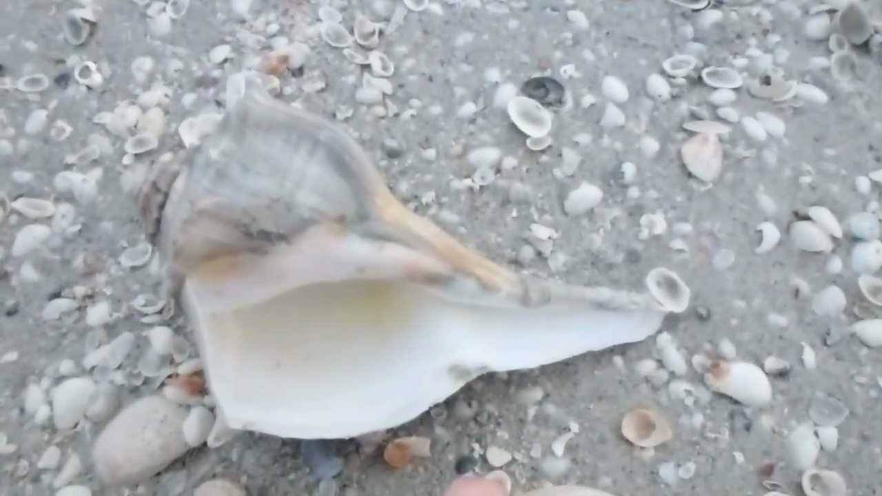 Whelks and Conchs on West Gulf Sanibel - YouTube