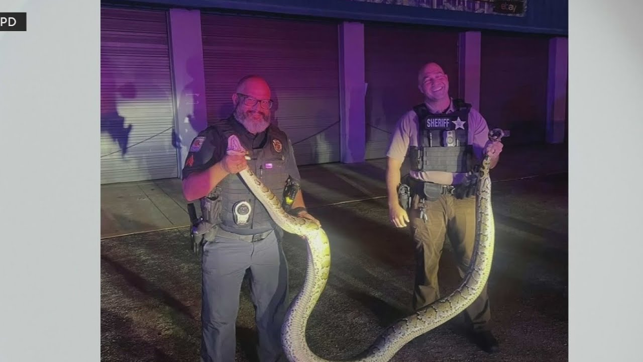 14-foot Burmese python found by construction crew on U.S. 1 in ...