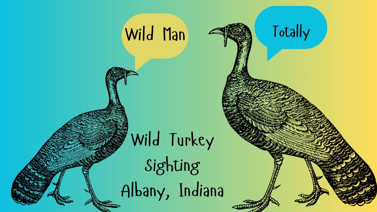 Wild Turkey's March 20, 2025 Albany, Indiana - YouTube