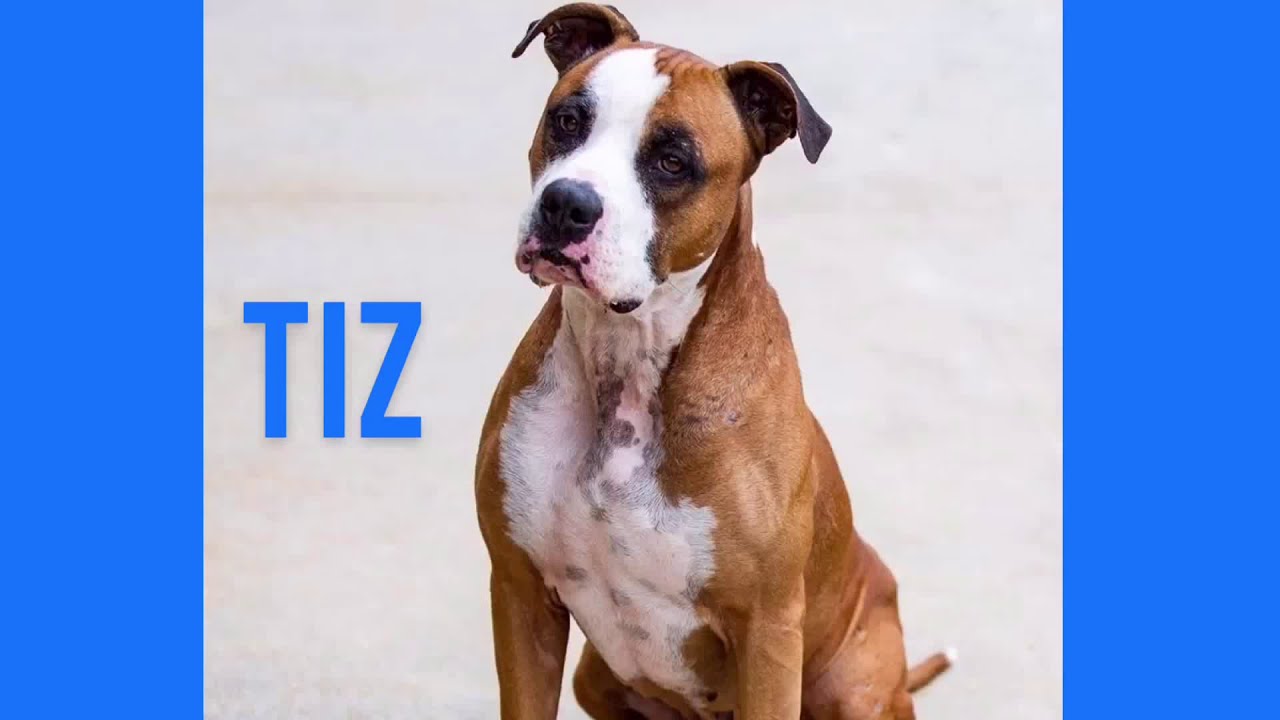 ‘Tiz - YouTube