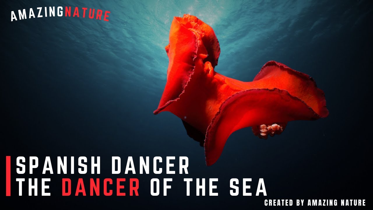 The Flamenco Dancer of the Sea | AmazingNature - YouTube