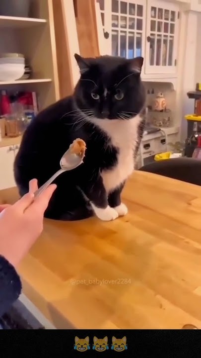 Dumbest Funny Cats 😹😾😺 Cats 猫 Funny Catlover Gatos Shorts Funnyvideo Meow Cat Youtube
