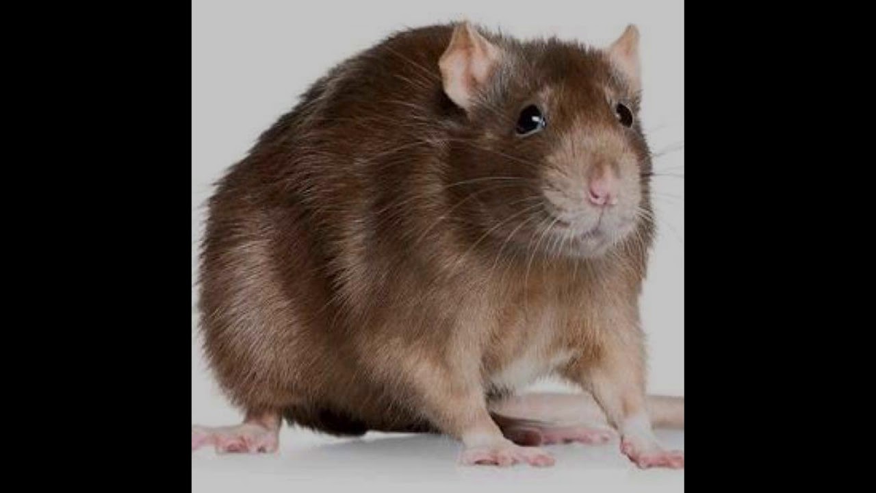 Rat Bonk Shitpost - YouTube