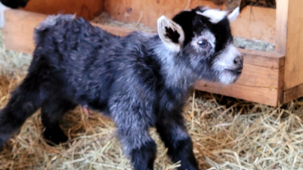 Smallest Ever Tiny Toy Size Goats right after their Birth. - YouTube