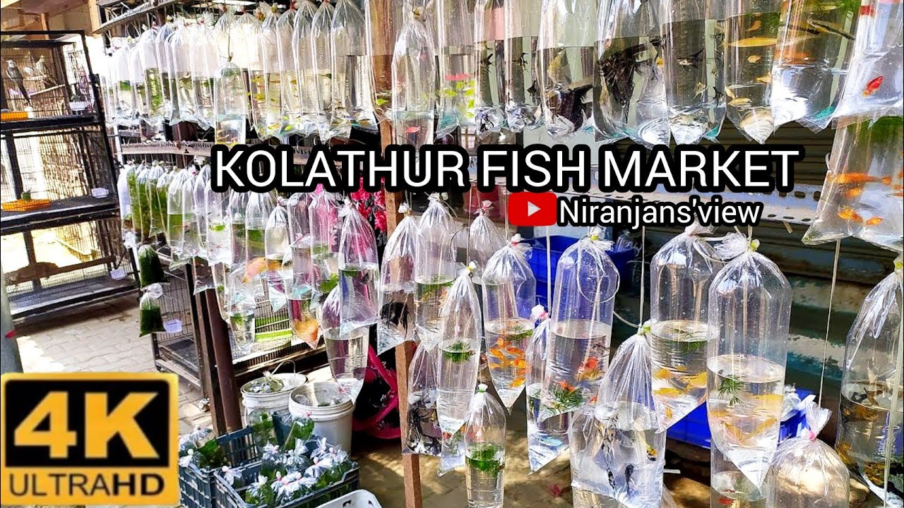 kolathur fish market - YouTube