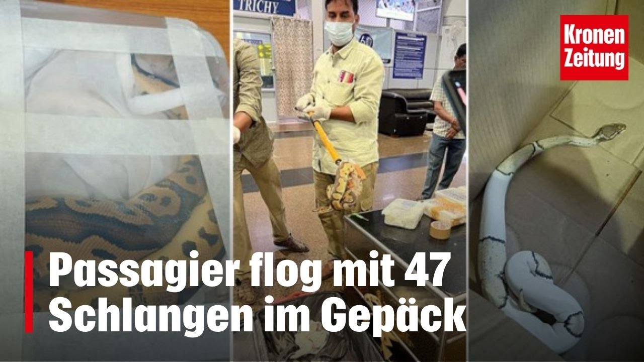 Passagier flog mit 47 Schlangen im Gepäck | krone.tv NEWS - YouTube