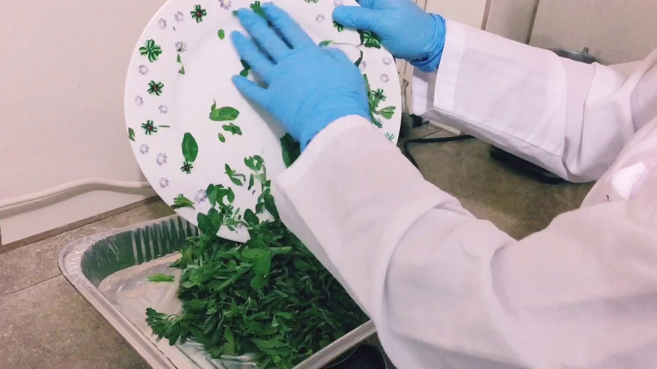 Obtención de Materia Seca-Alfalfa. - YouTube