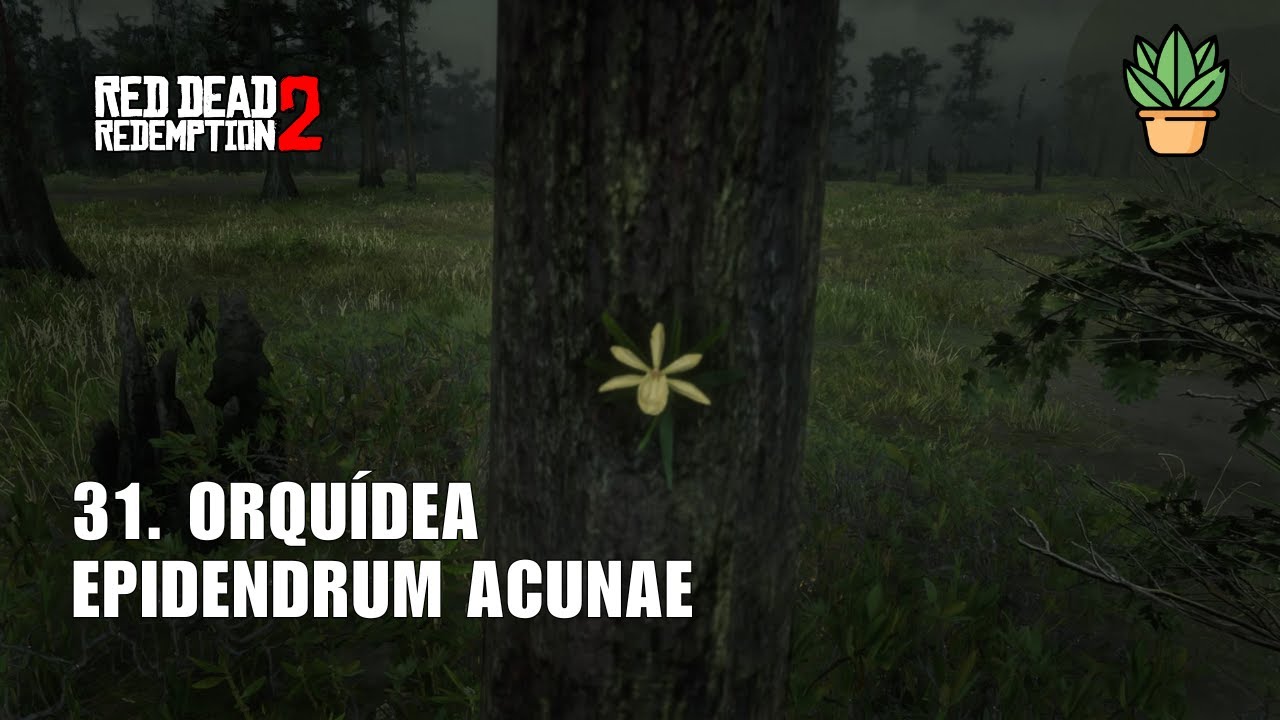 RDR2 ORQUÍDEA EPIDENDRUM ACUNAE: Ubicación y Compendio | Guía de ...