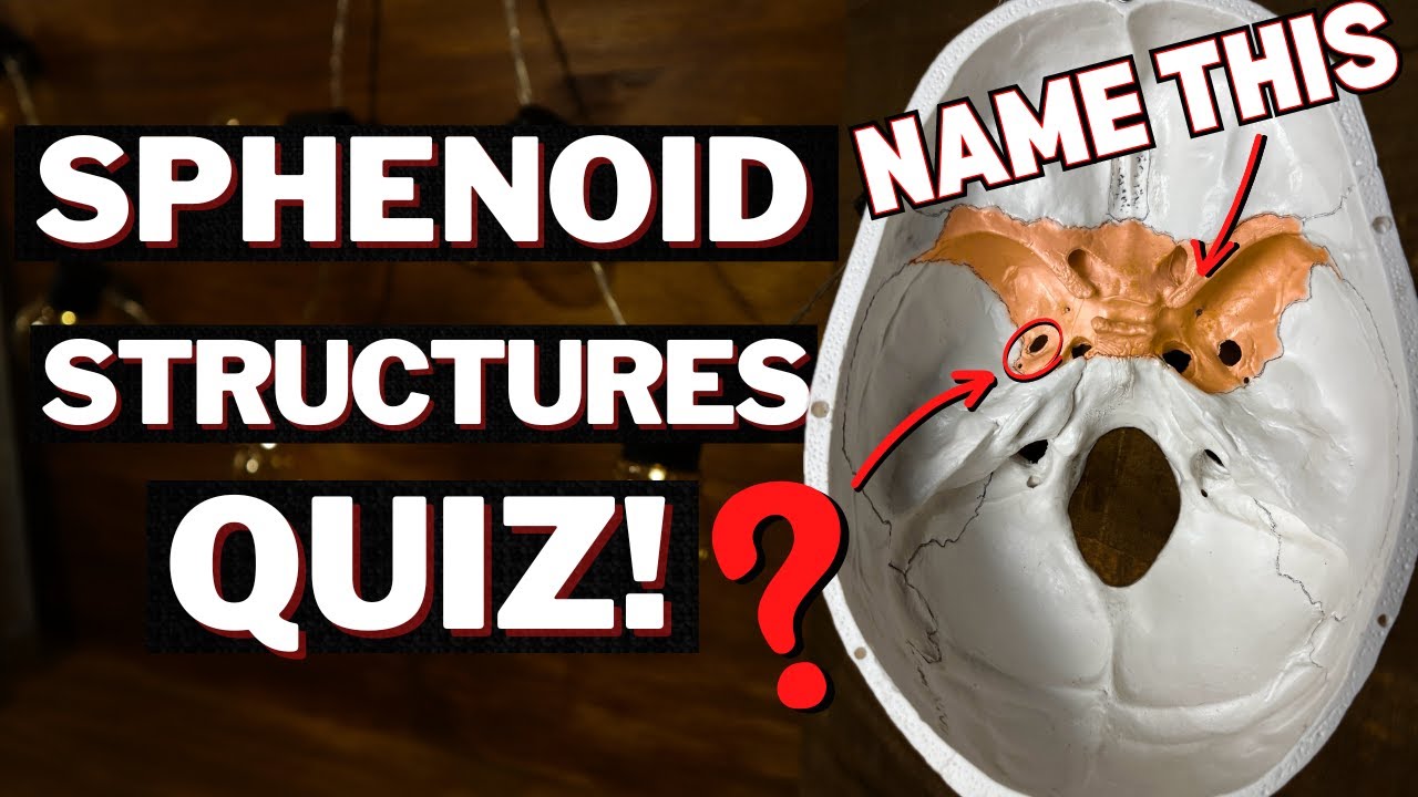 Practice Quiz on STRUCTURES OF THE SPHENOID BONE! - YouTube