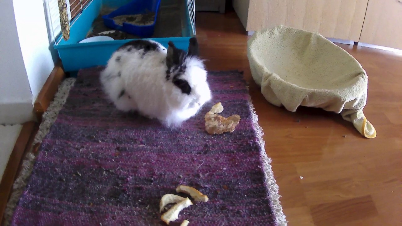 Rabbit smelling my camera - YouTube