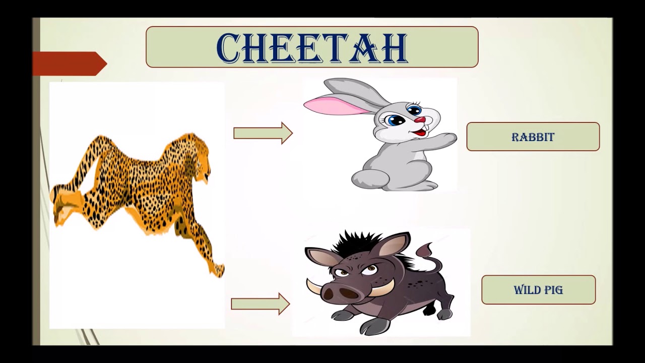 Carnivorous Animals Examples And Fun Facts