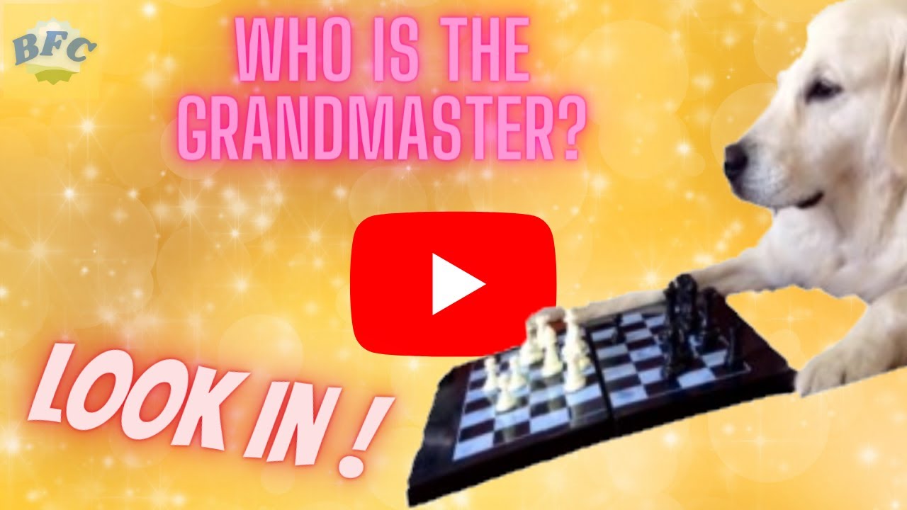 Grandmaster Dog vs Cats Funny😵👍Best Funny Cats💖 part20 - YouTube